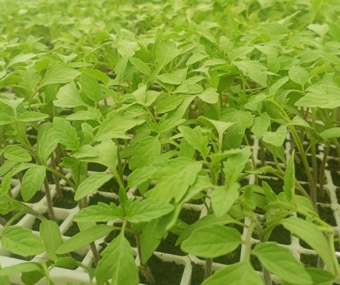 Terminator F1 – Growtech Nurseries