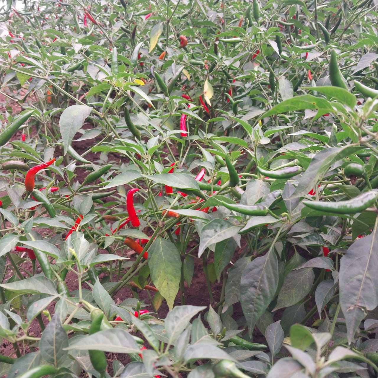 Red demon 🌶 Chilli - Growtech Nurseries